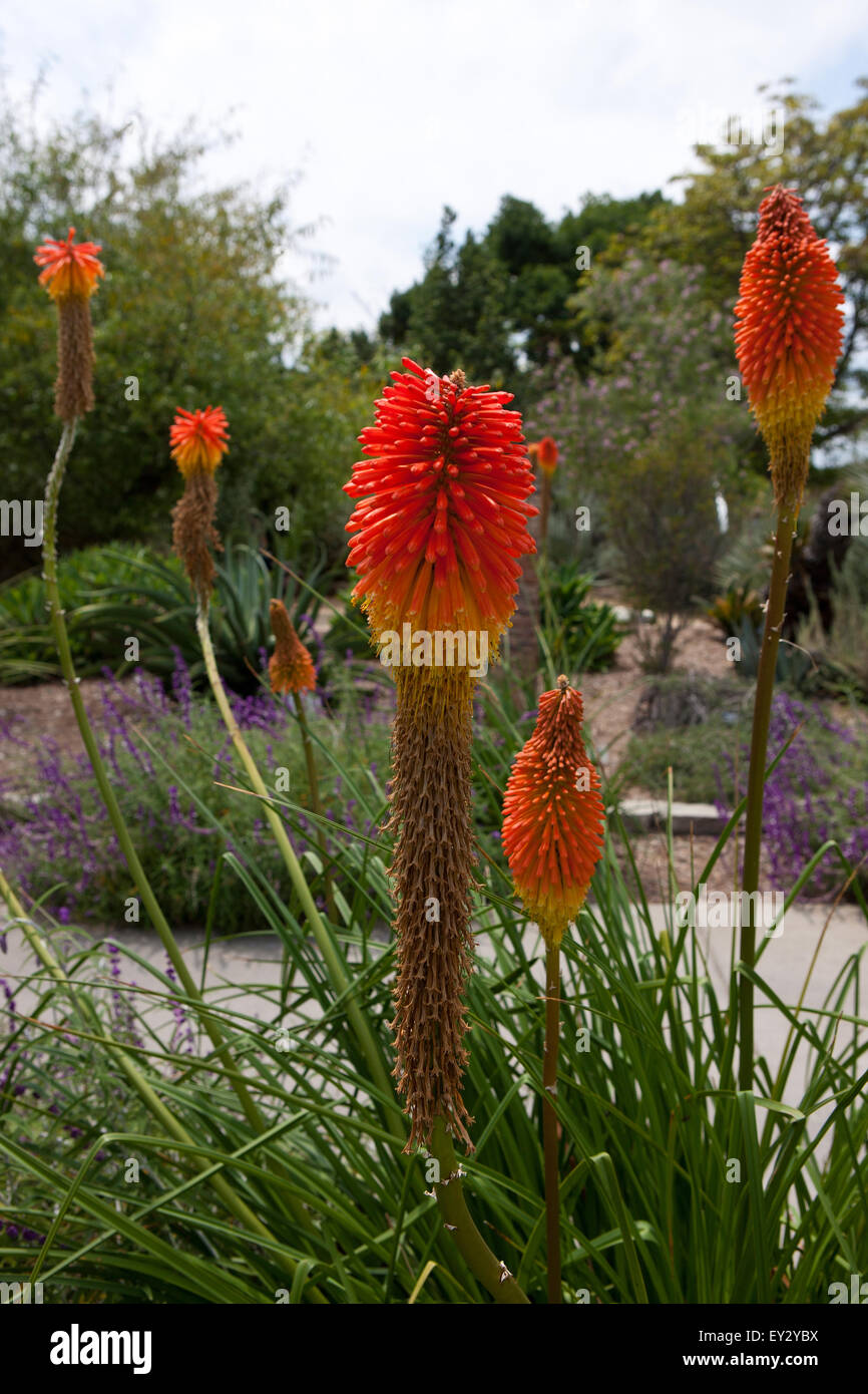 Fiery colored Kniphofia (Red hot poker) in a Stock Photo - Alamy