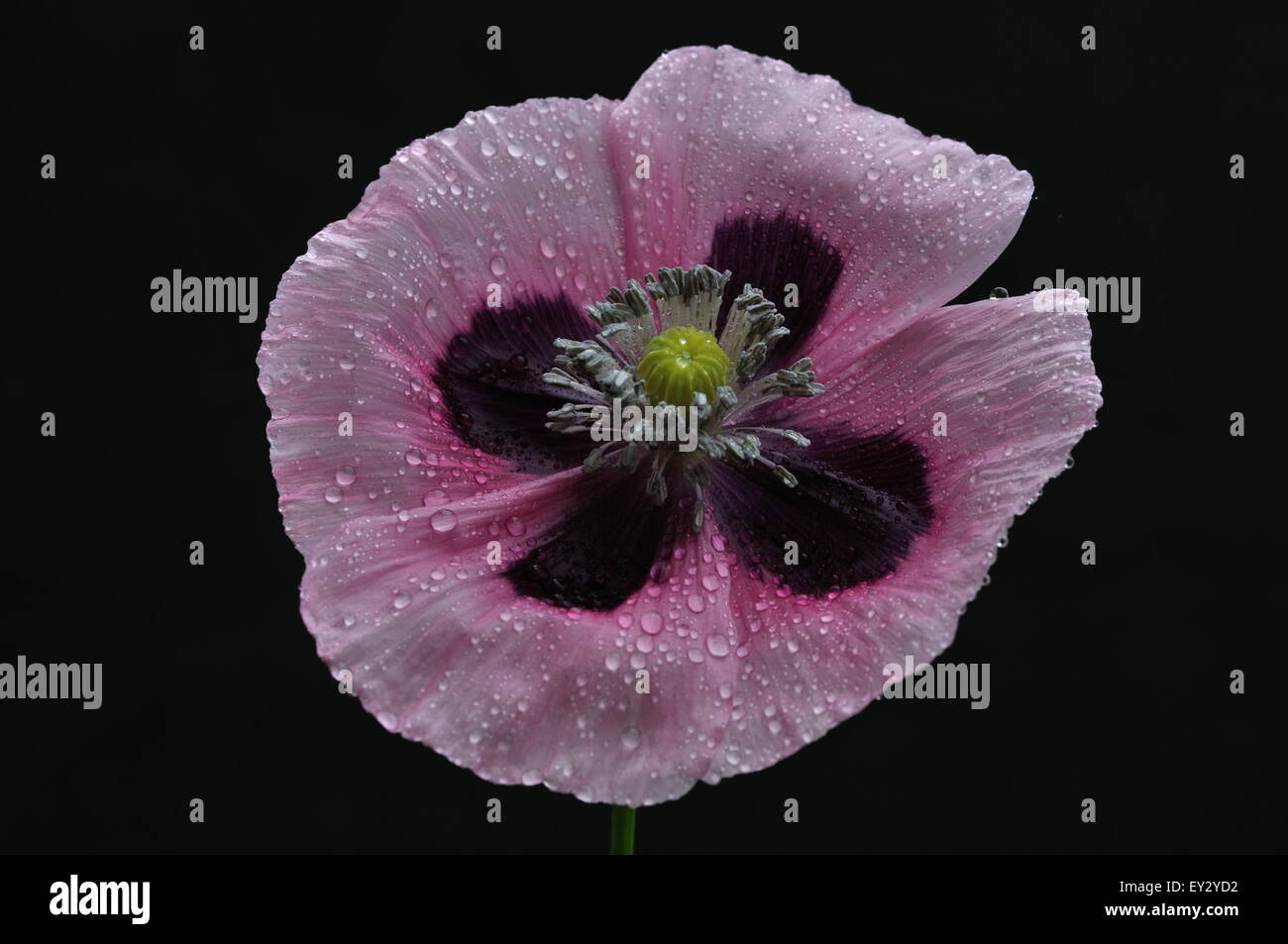 Large Pink Poppy Papaver Somniferum Stock Photo - Alamy