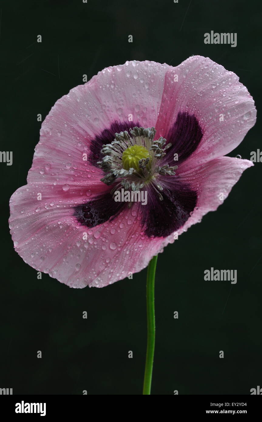 Pink papaver somniferum hi-res stock photography and images - Alamy