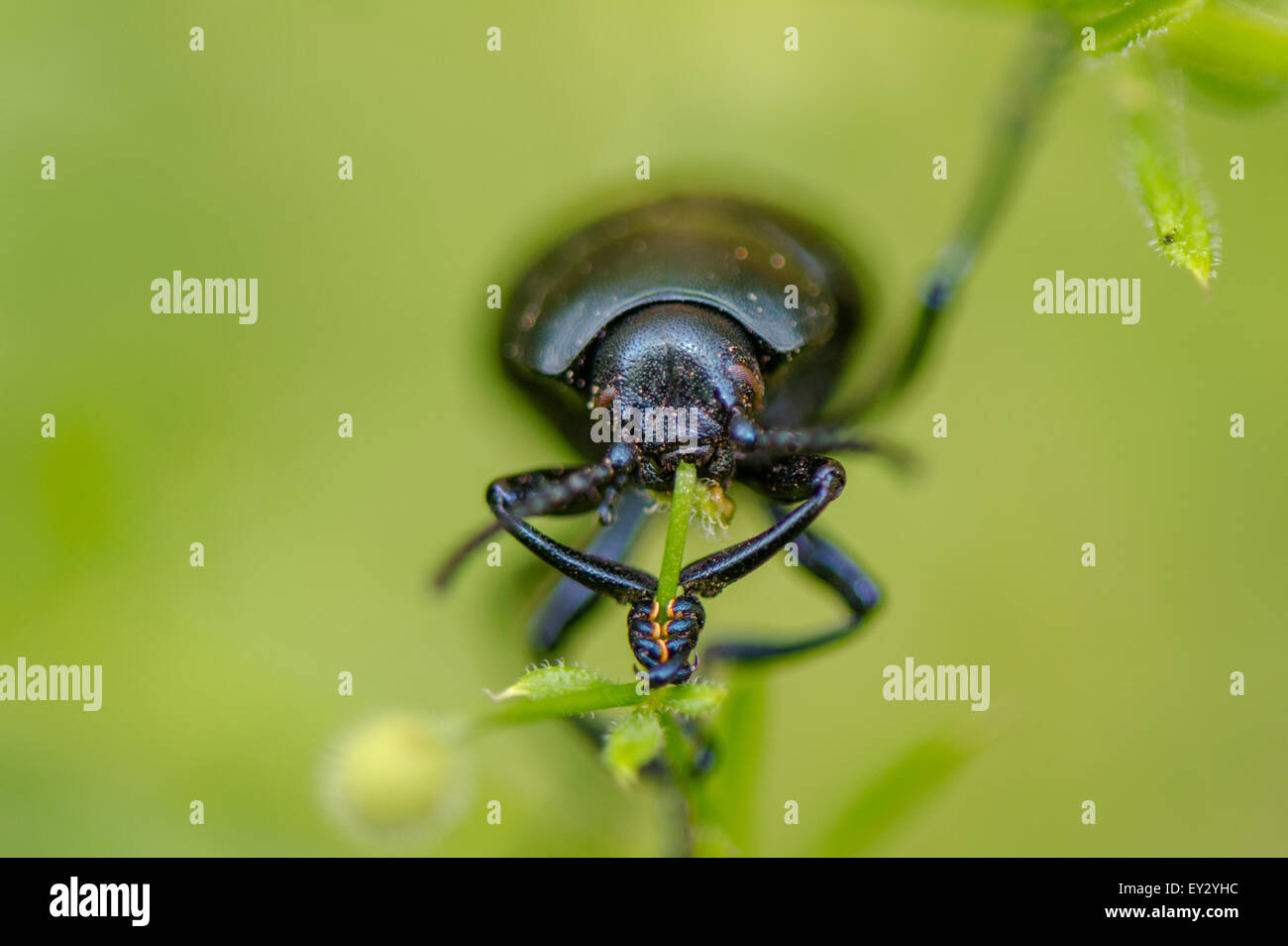 Bloody-nosed beetle feeding off goosegrass Stock Photo - Alamy