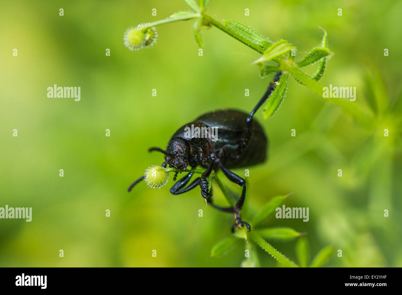 Bloody-nosed beetle feeding off goosegrass Stock Photo - Alamy