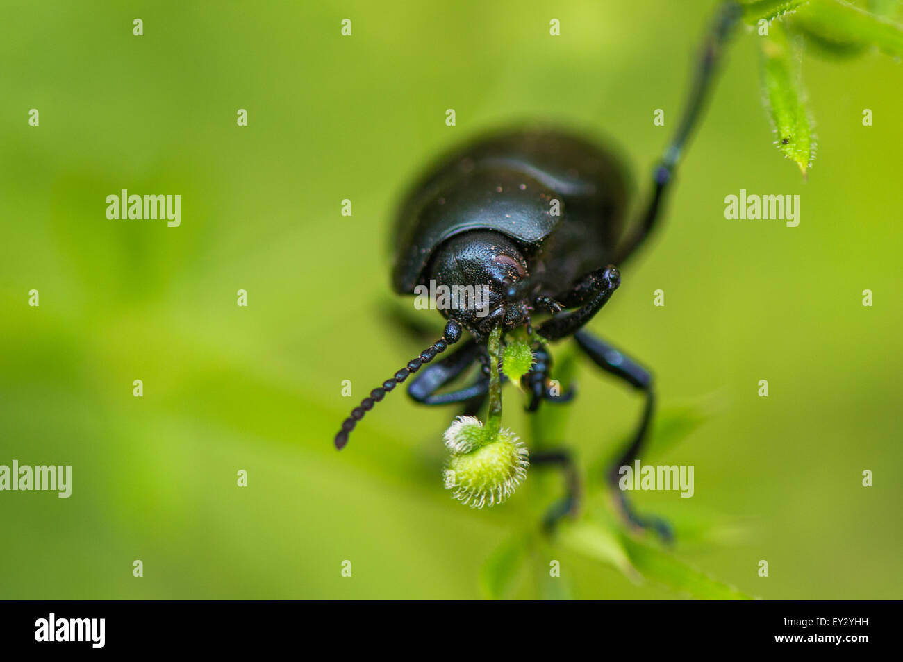 Bloody-nosed beetle feeding off goosegrass Stock Photo - Alamy
