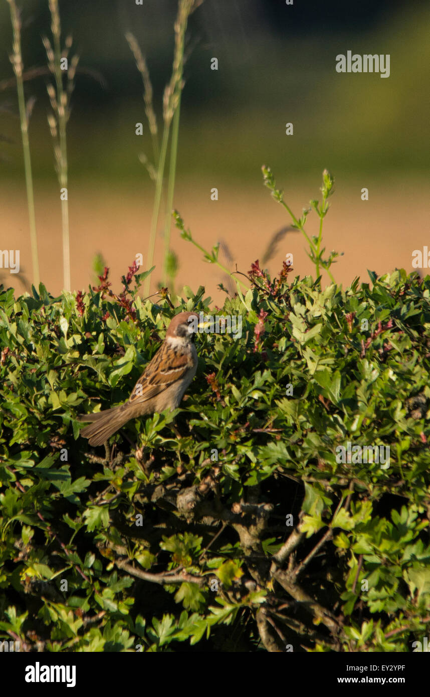 Juvenile tree sparrow hi-res stock photography and images - Alamy