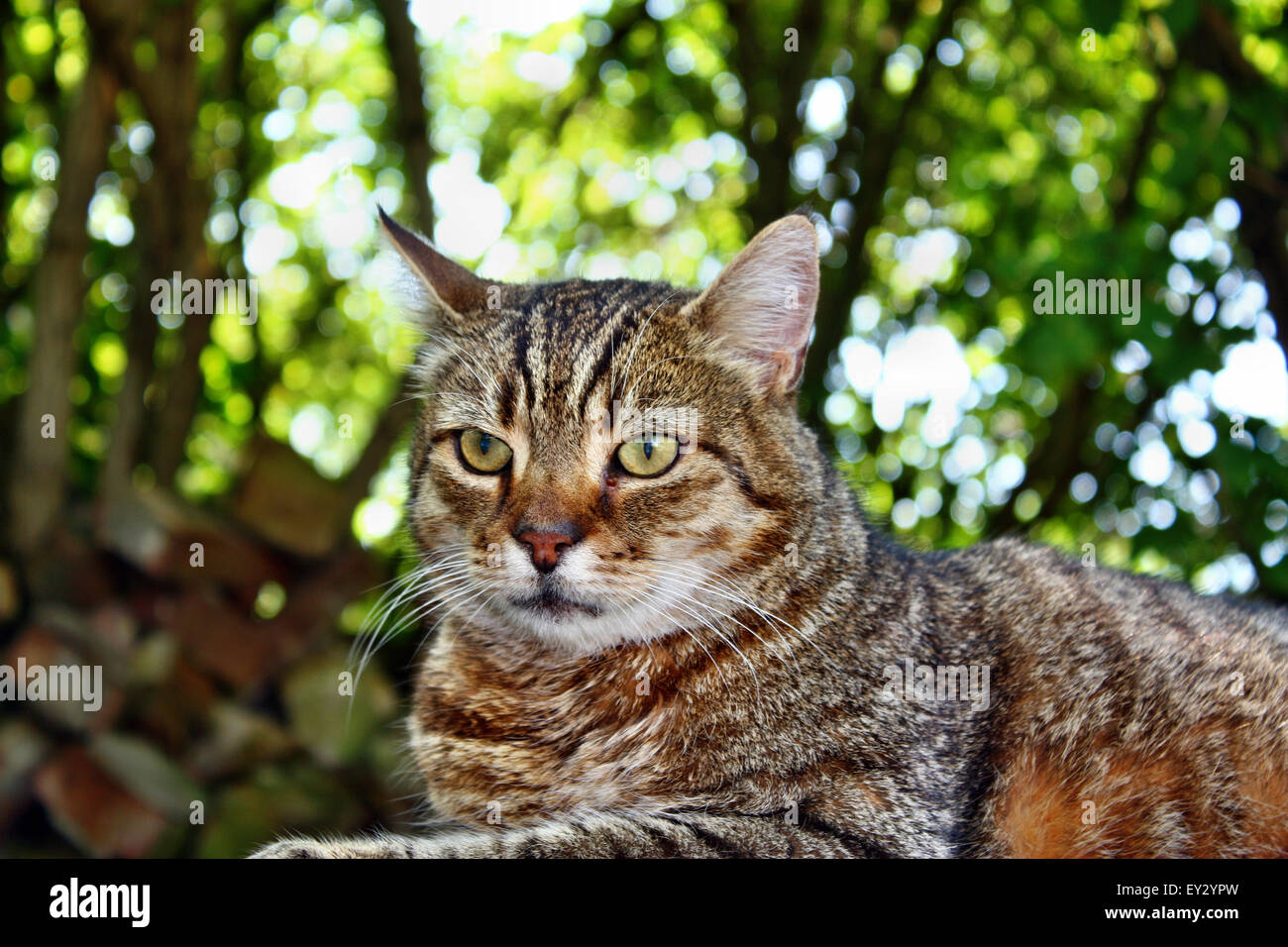 Look beautiful gray striped cat Stock Photo - Alamy