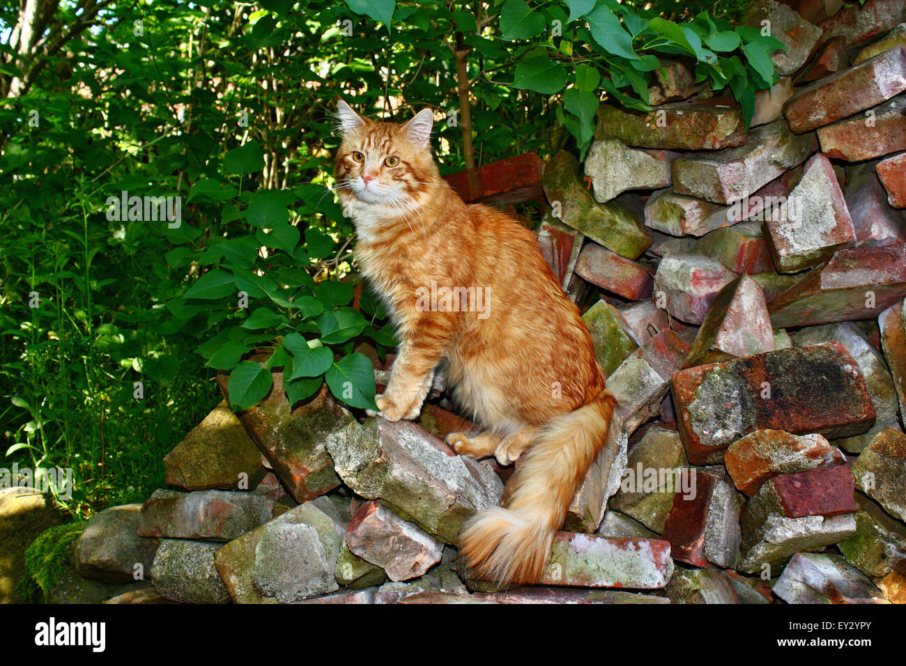 Red cat sitting on the bricks Stock Photo - Alamy