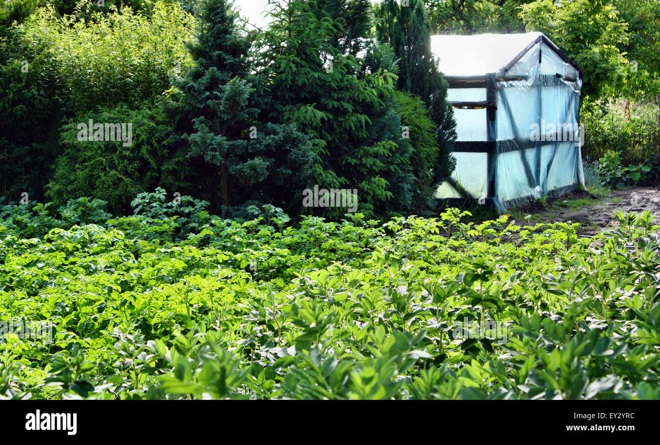 Growing vegetables in rural garden Stock Photo - Alamy