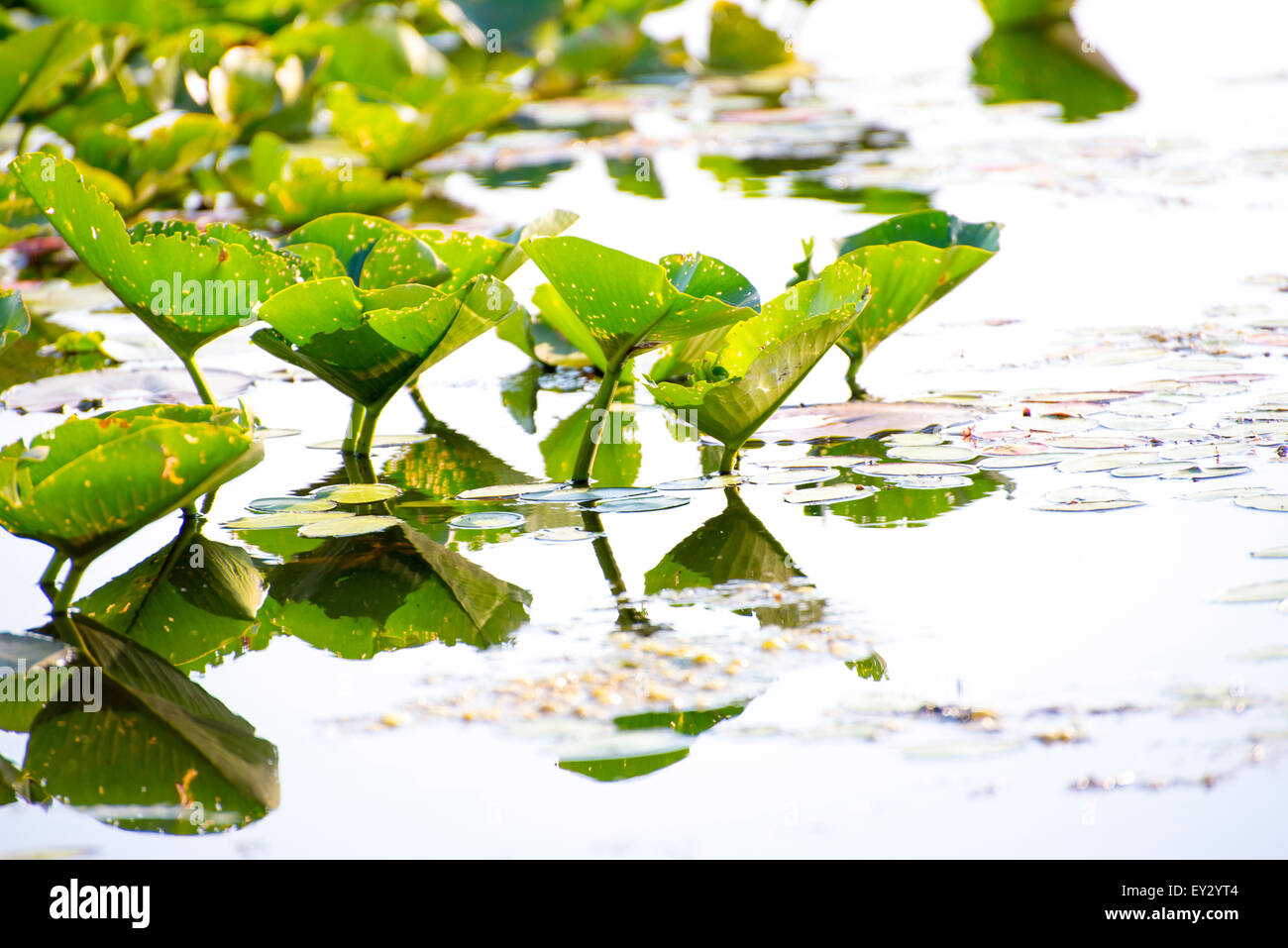 Lilly pad background hi-res stock photography and images - Alamy
