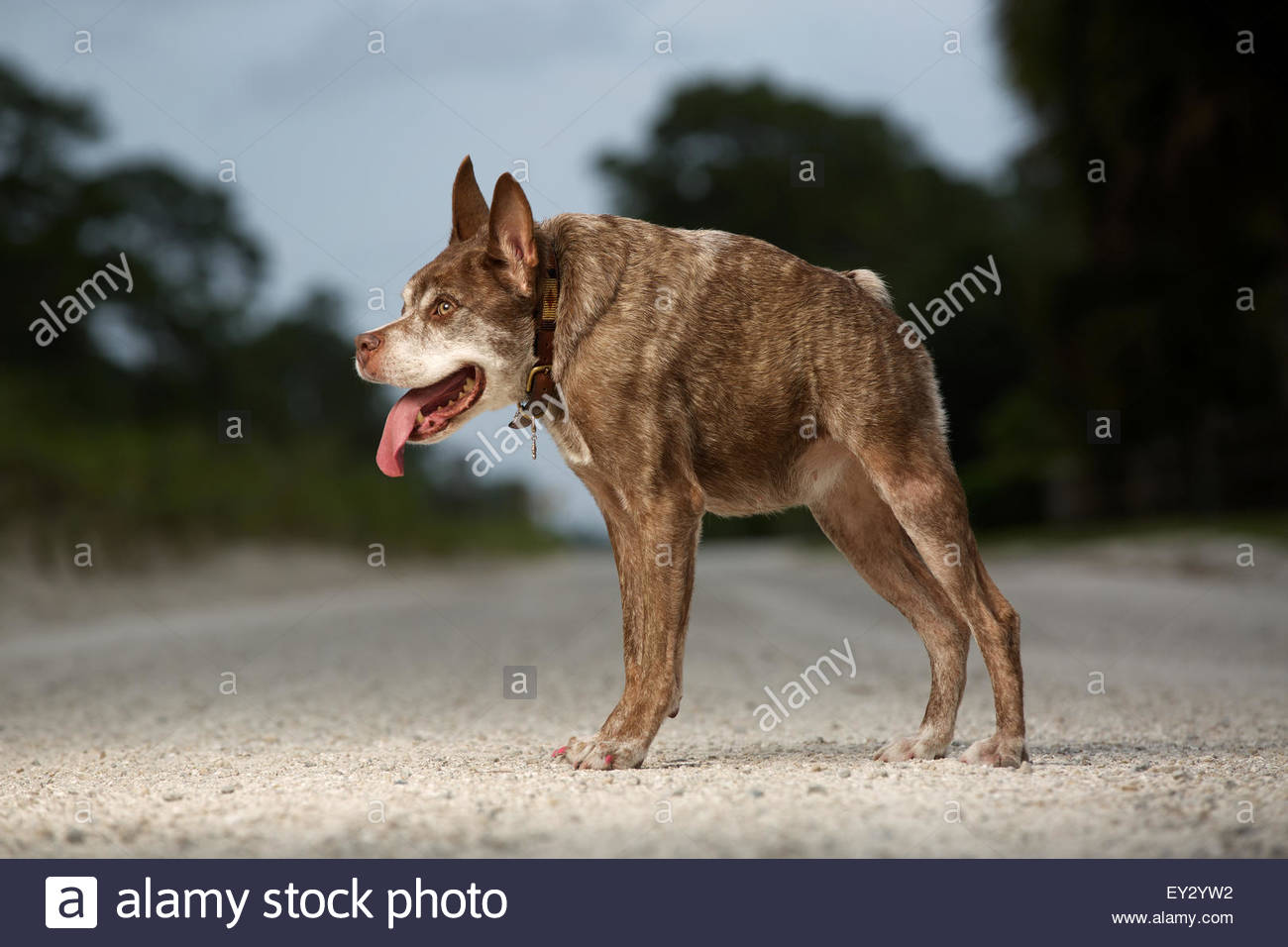 Ugly Dog Stock Photos & Ugly Dog Stock Images - Alamy