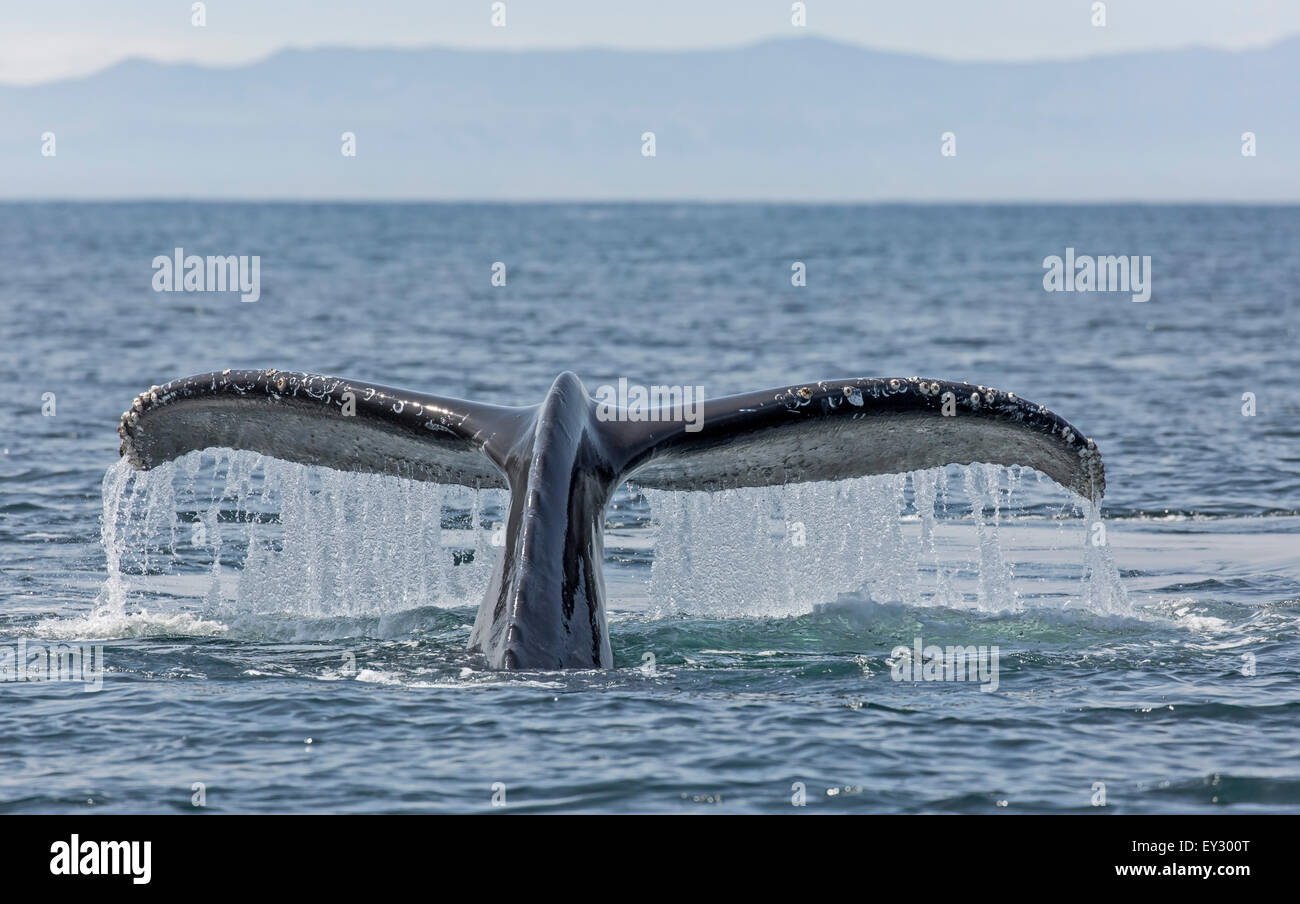 Detailed front view of a Humpback Whale tail with water cascading off ...