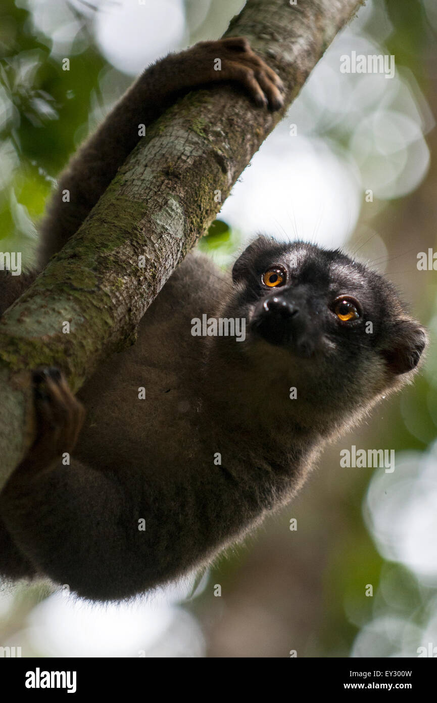 Ring-tailed lemur in Madagascar Stock Photo - Alamy