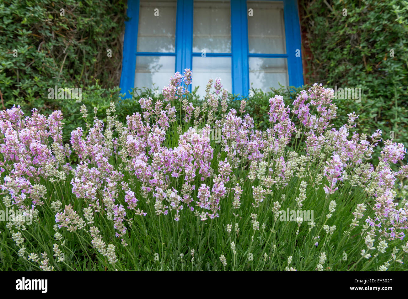 Blue window frame with lavender in flower Stock Photo - Alamy