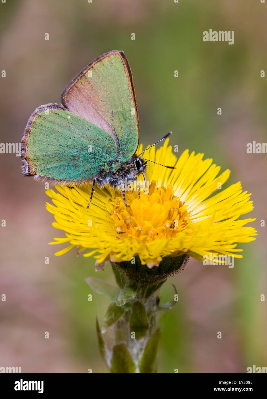 Coltsfoot (Tussilago farfara Stock Photo - Alamy