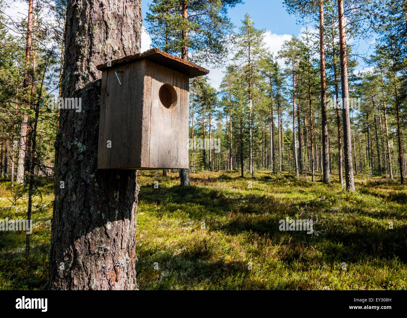 Redstart nest box Stock Photo - Alamy