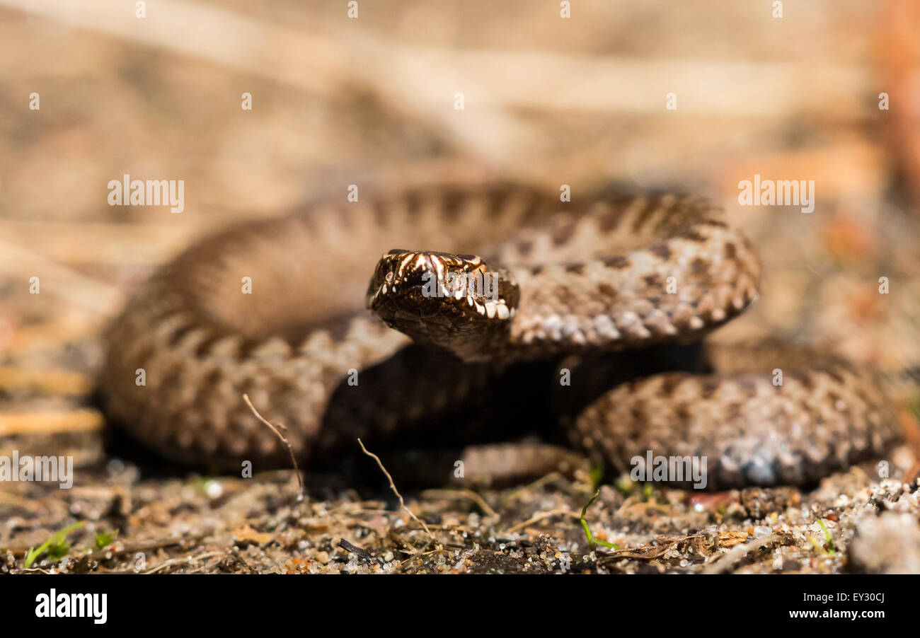 Common European adder (Vipera berus Stock Photo - Alamy