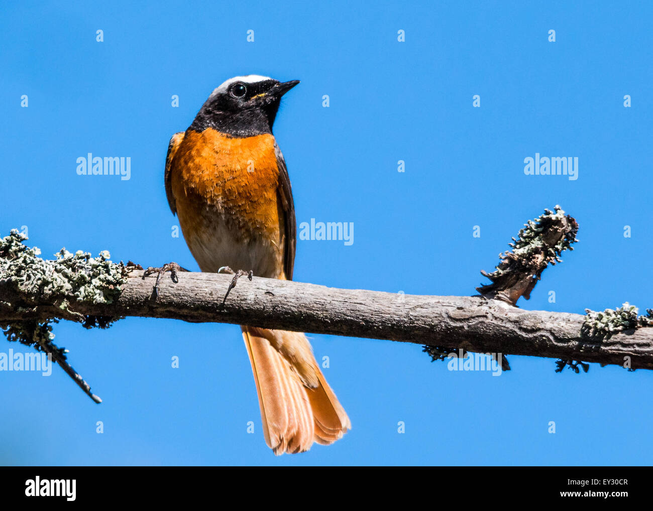 Male common redstart (Phoenicurus phoenicurus Stock Photo - Alamy