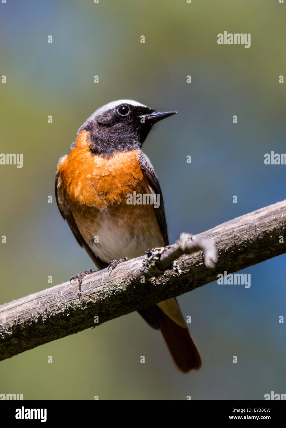 Male common redstart (Phoenicurus phoenicurus Stock Photo - Alamy