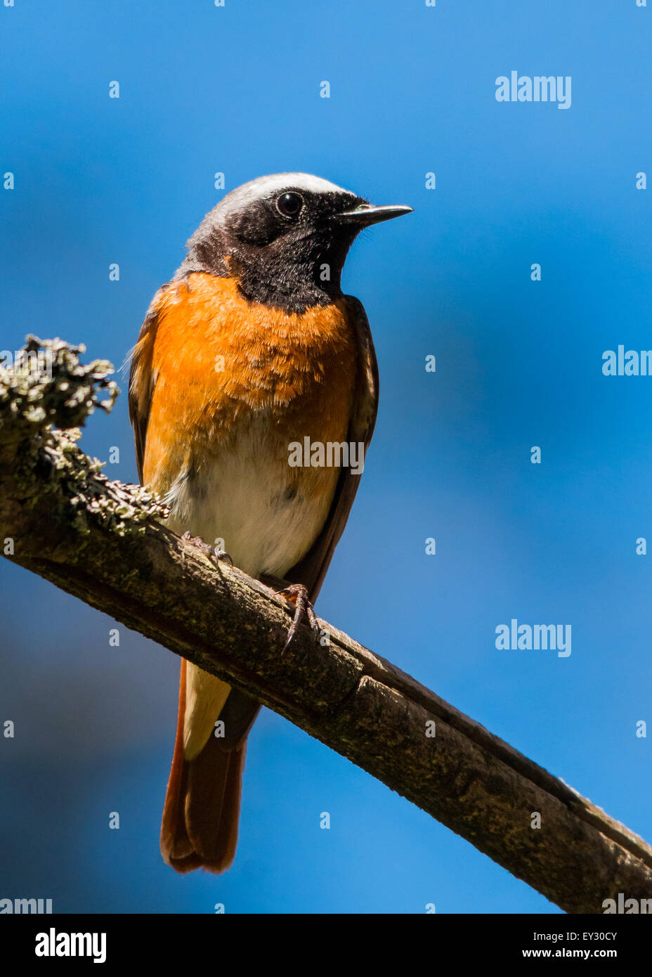 Male common redstart (Phoenicurus phoenicurus Stock Photo - Alamy