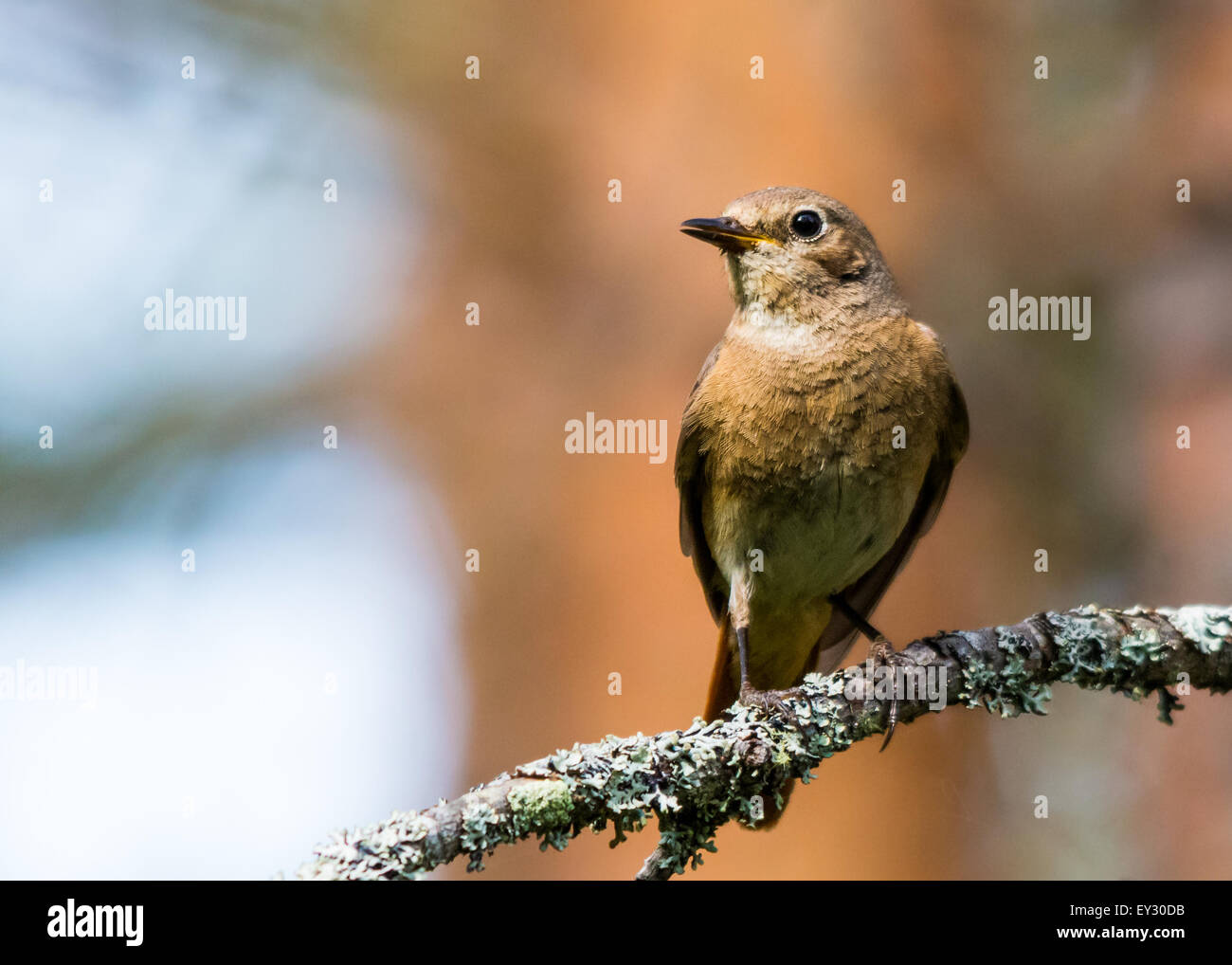 Female common redstart (Phoenicurus phoenicurus Stock Photo - Alamy