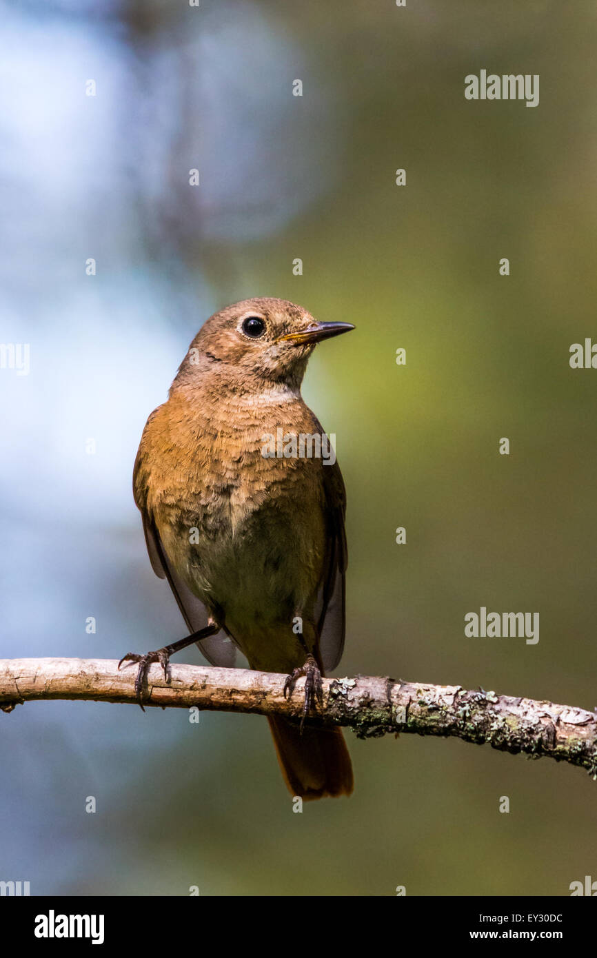 Female common redstart (Phoenicurus phoenicurus Stock Photo - Alamy