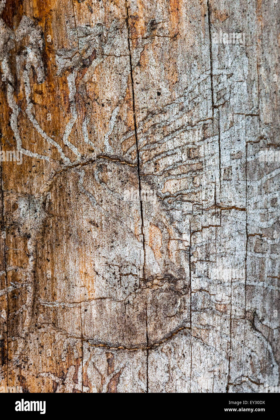 Wood surface texture hi-res stock photography and images - Alamy