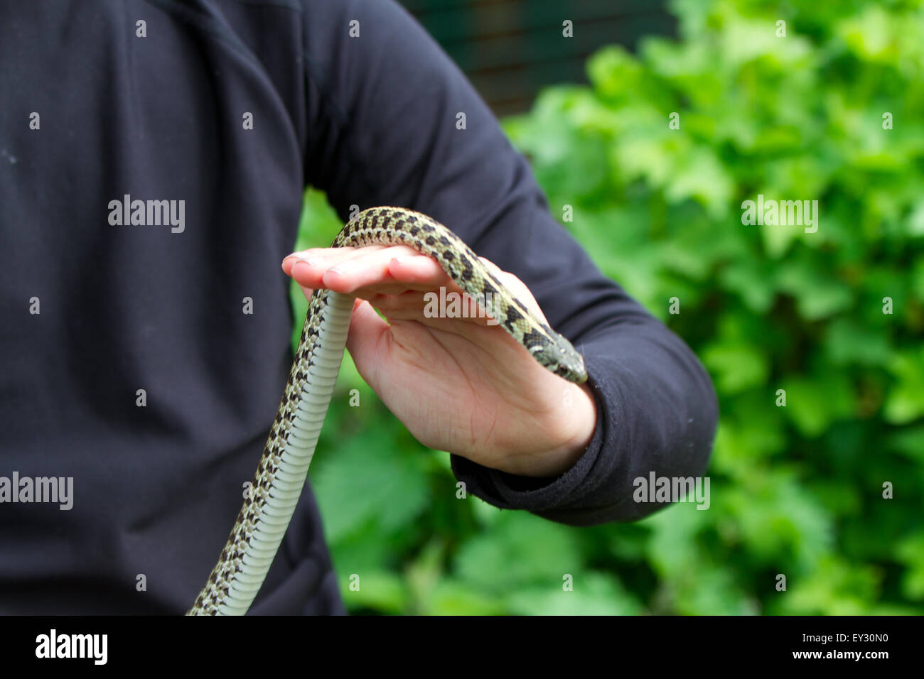 Pet Checkered Garter Snake in childs hand. UK Stock Photo - Alamy