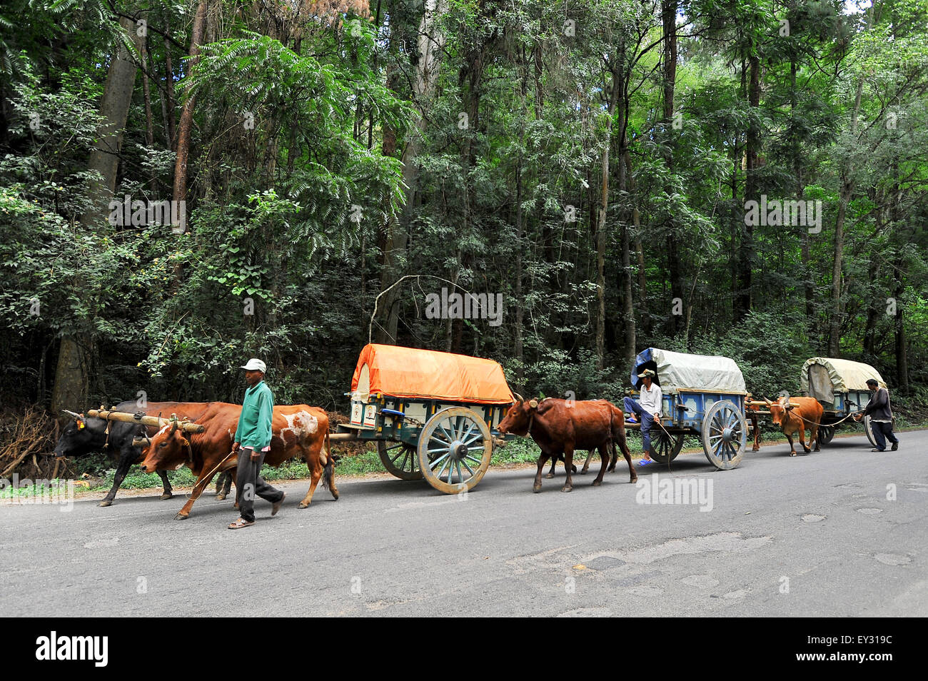 Ox drawn carts in Madagascer Stock Photo - Alamy
