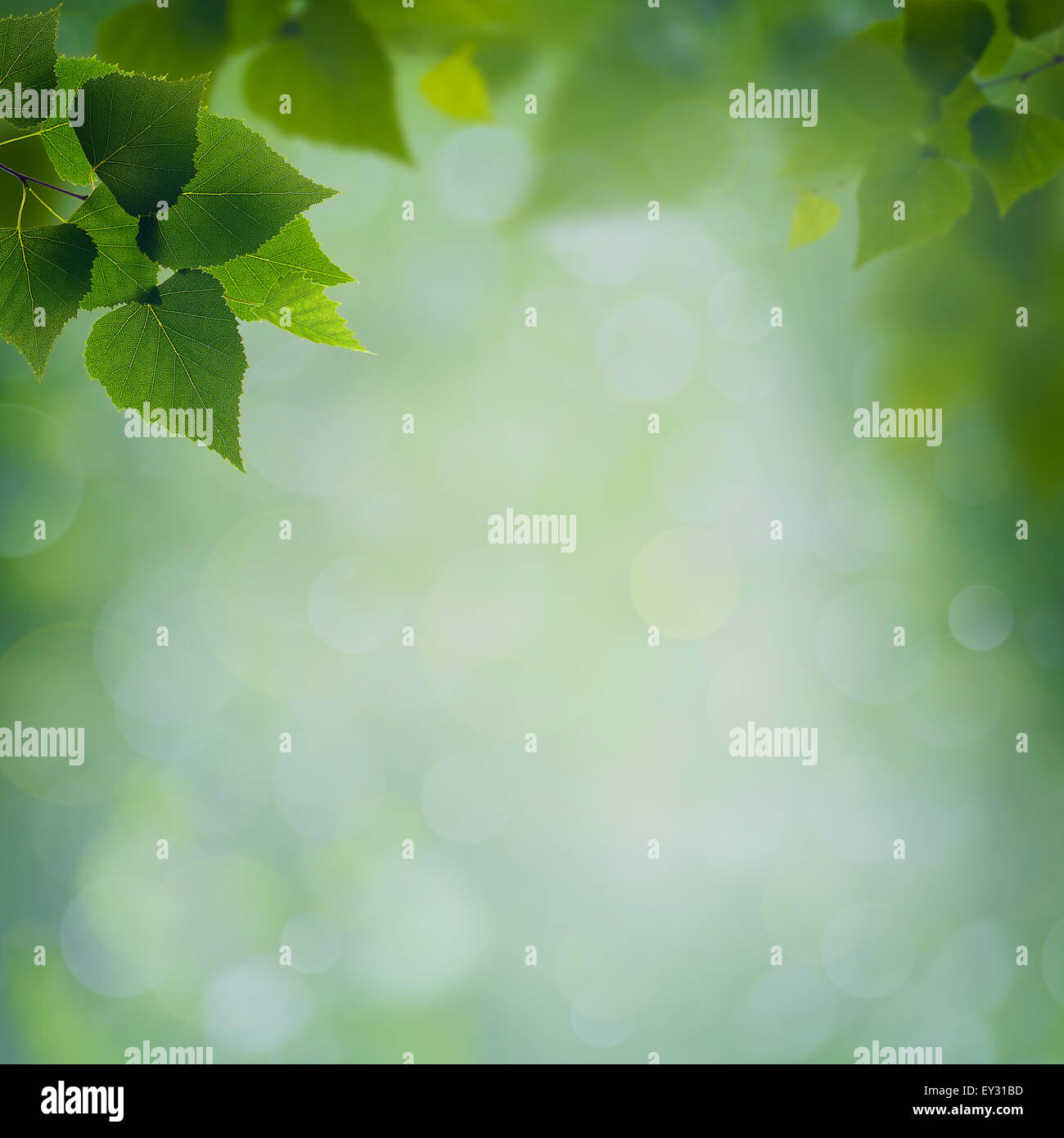 abstract natural backgrounds with green foliage and beauty bokeh Stock ...