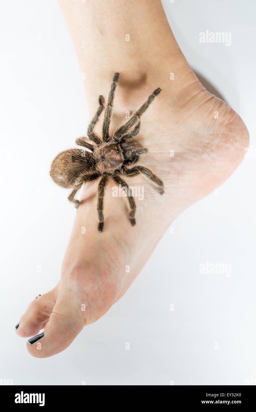 Tarantula on Leg Stock Photo - Alamy
