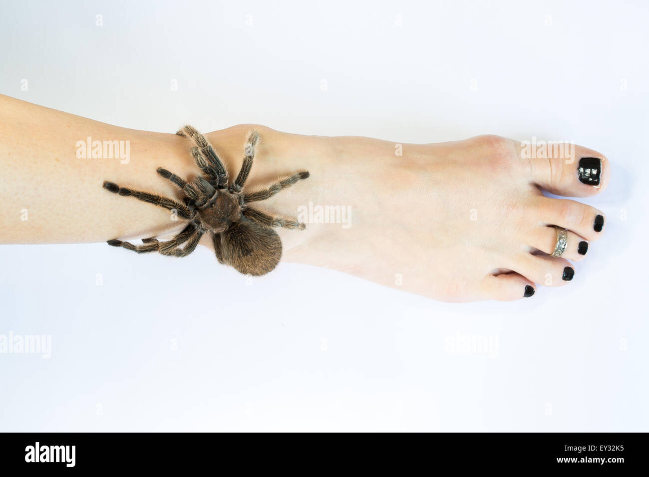 Tarantula on Leg Stock Photo - Alamy