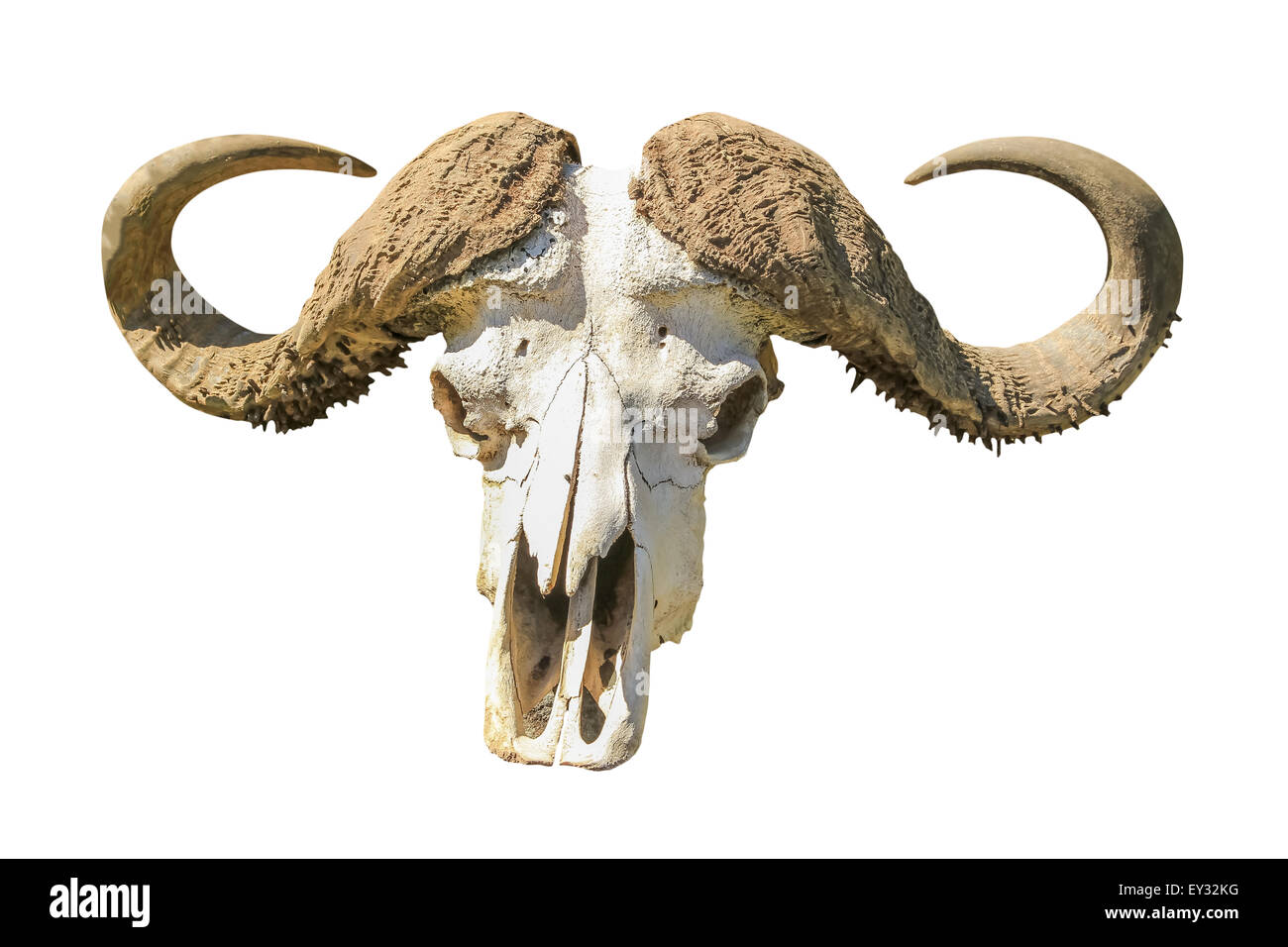 Bovine anatomy hi-res stock photography and images - Alamy