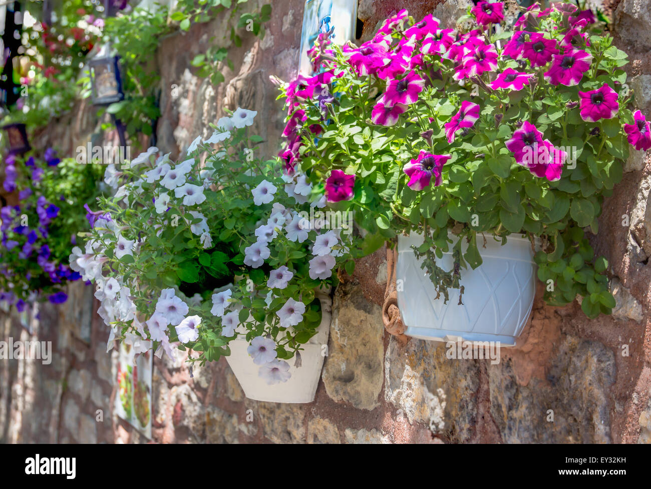 Beautiful grass flower wall hi-res stock photography and images - Alamy