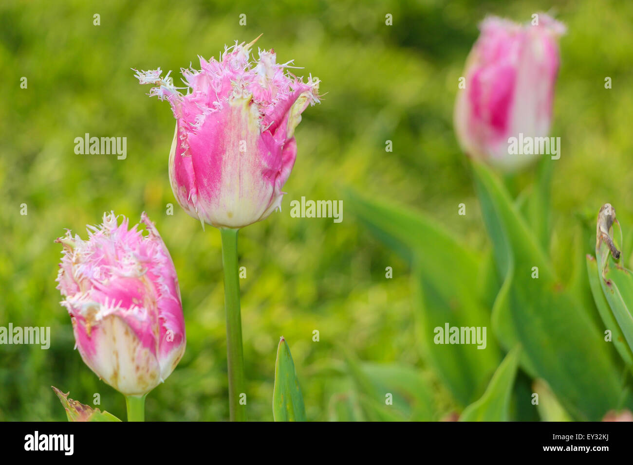 Lacy tulips in white and pink Stock Photo - Alamy