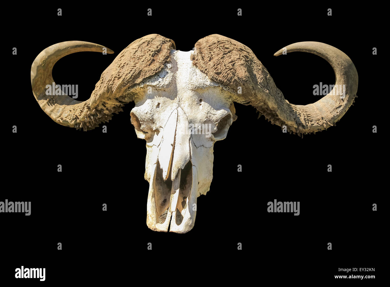 Bovine anatomy hi-res stock photography and images - Alamy