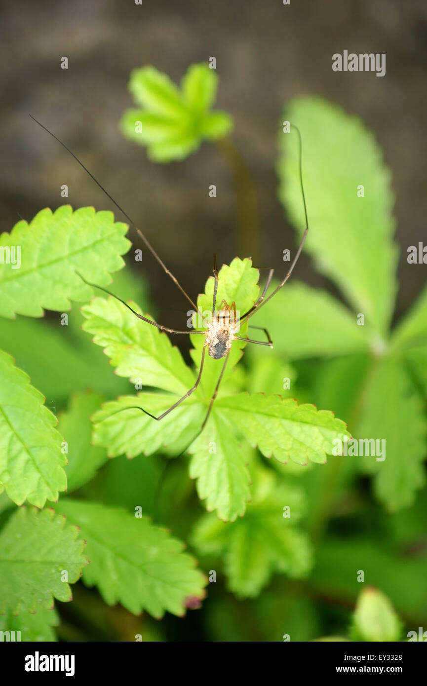 Opiliones spider hi-res stock photography and images - Alamy