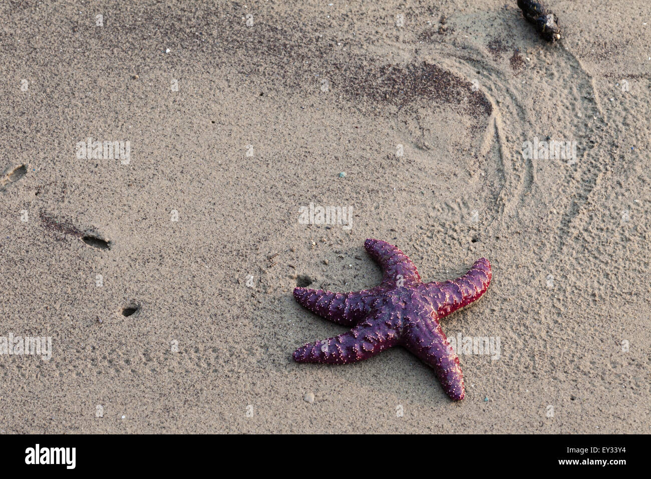 Purple starfish hi-res stock photography and images - Alamy