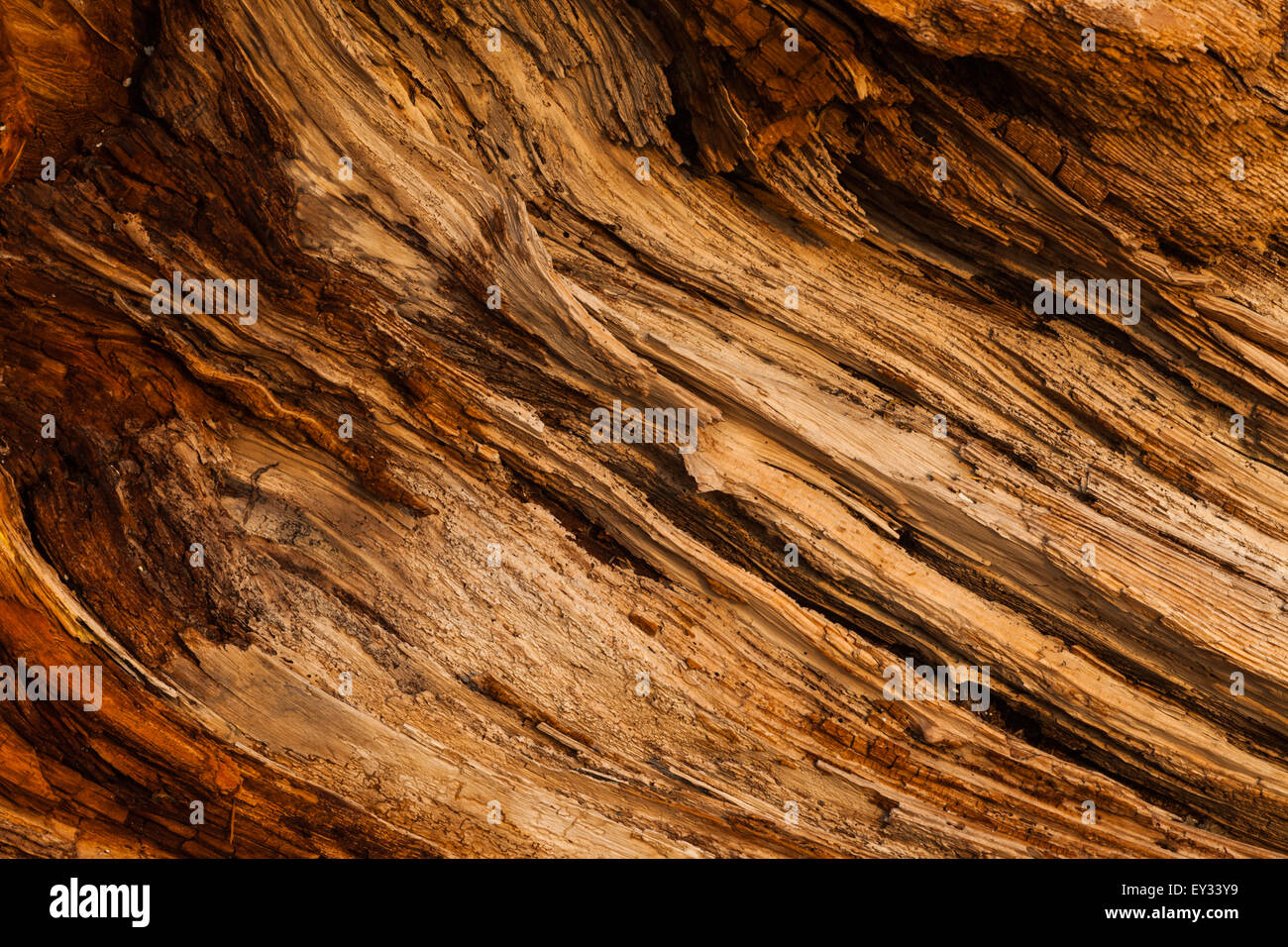 Texture of a split tree trunk washed ashore on Protection Island ...