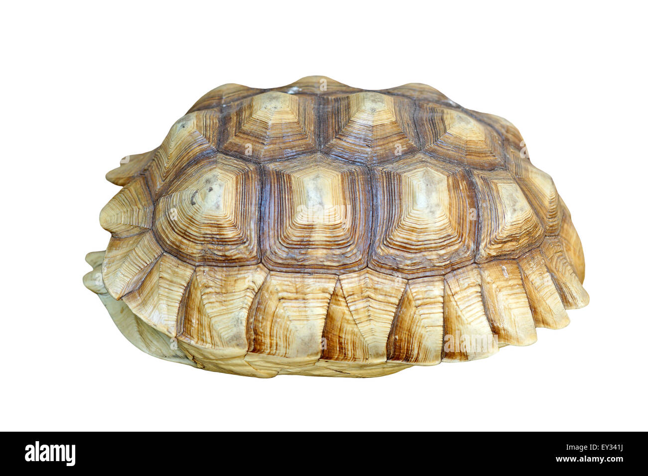 african spurred tortoise or geochelone sulcata shell isolated on white ...