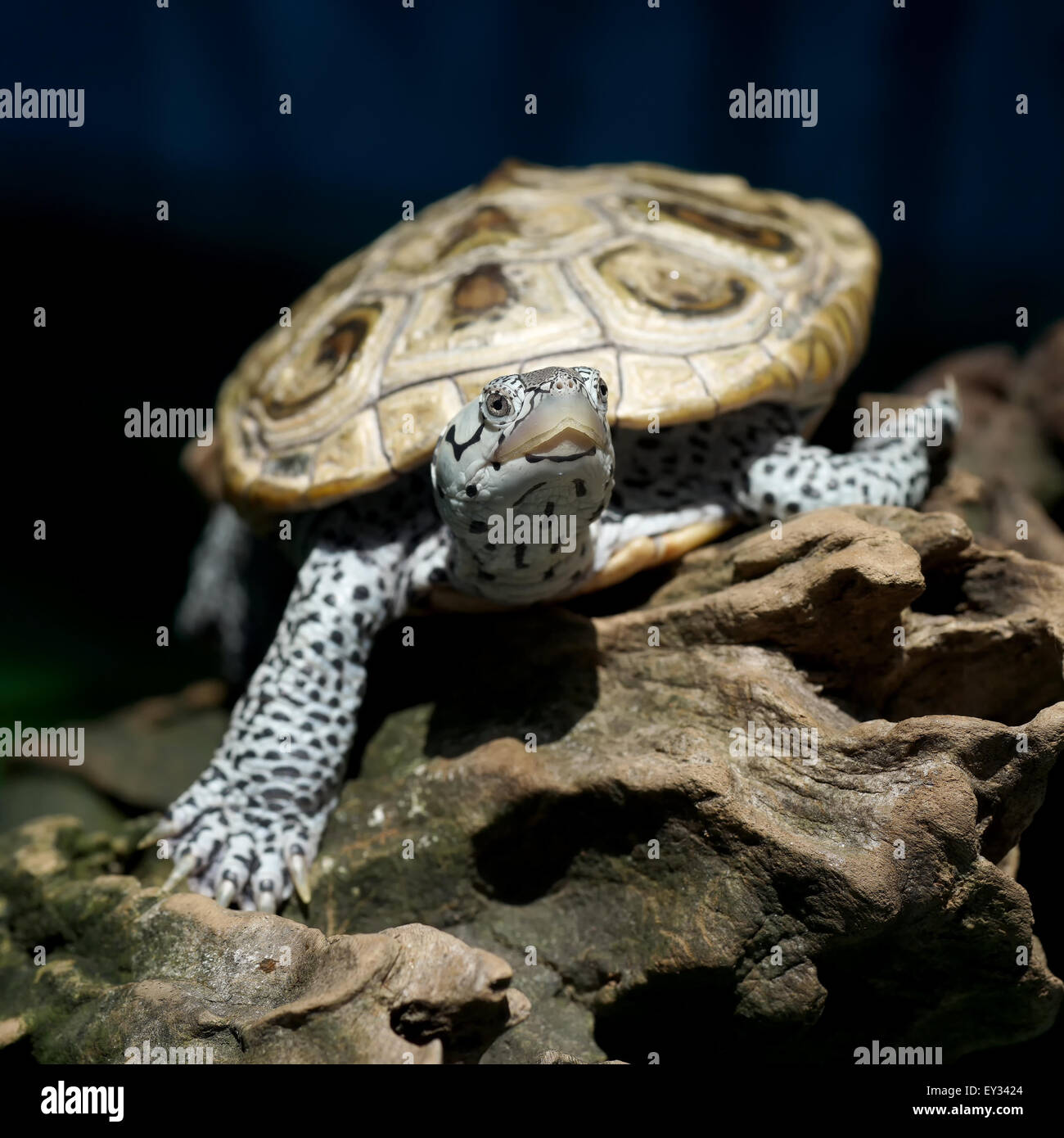 diamondback terrapin tortoise with nature background Stock Photo - Alamy