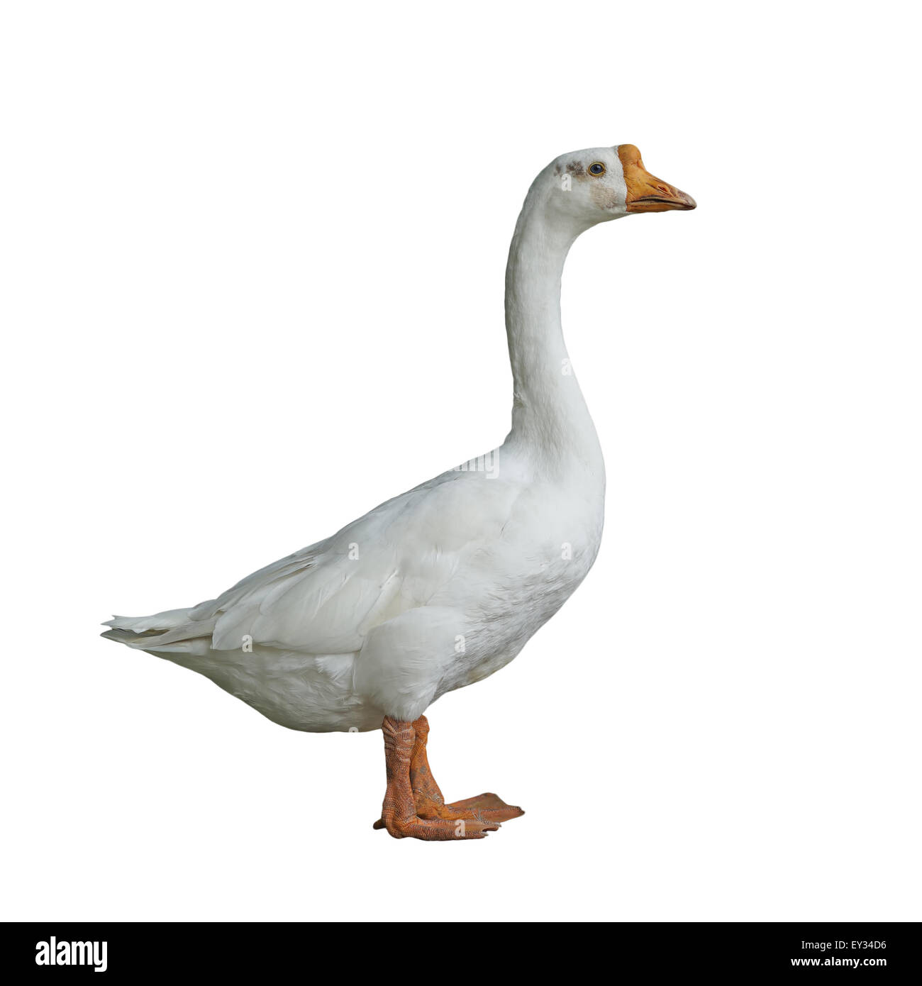 white domestic goose isolated on white background Stock Photo - Alamy