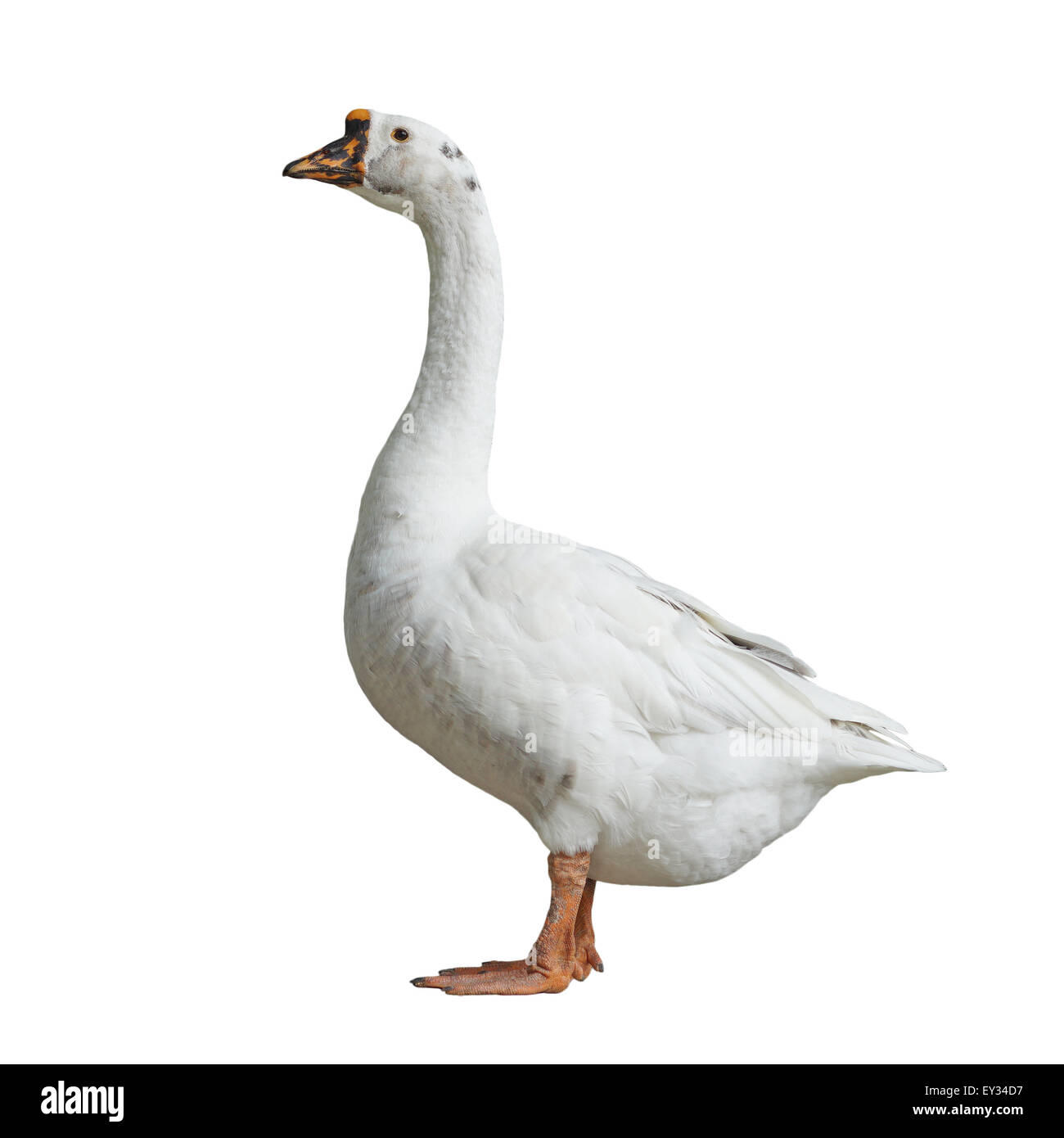 white domestic goose isolated on white background Stock Photo - Alamy