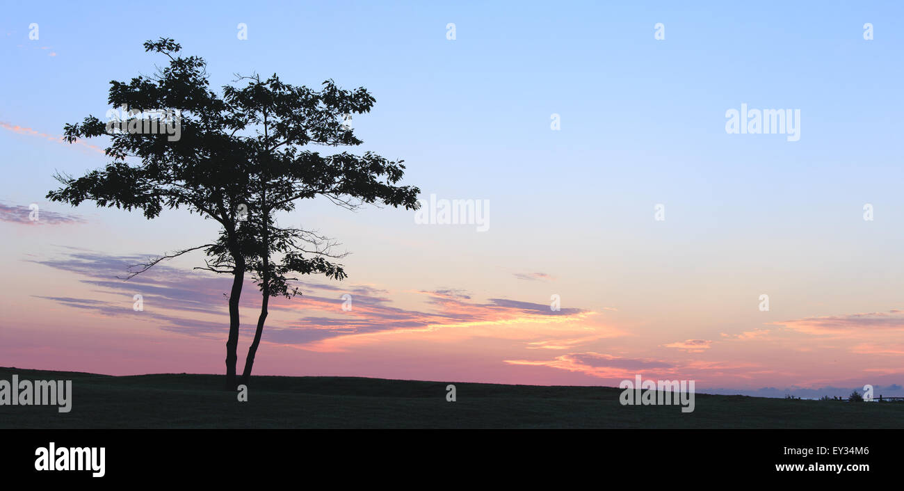 Silhouette twilight tree hi-res stock photography and images - Alamy
