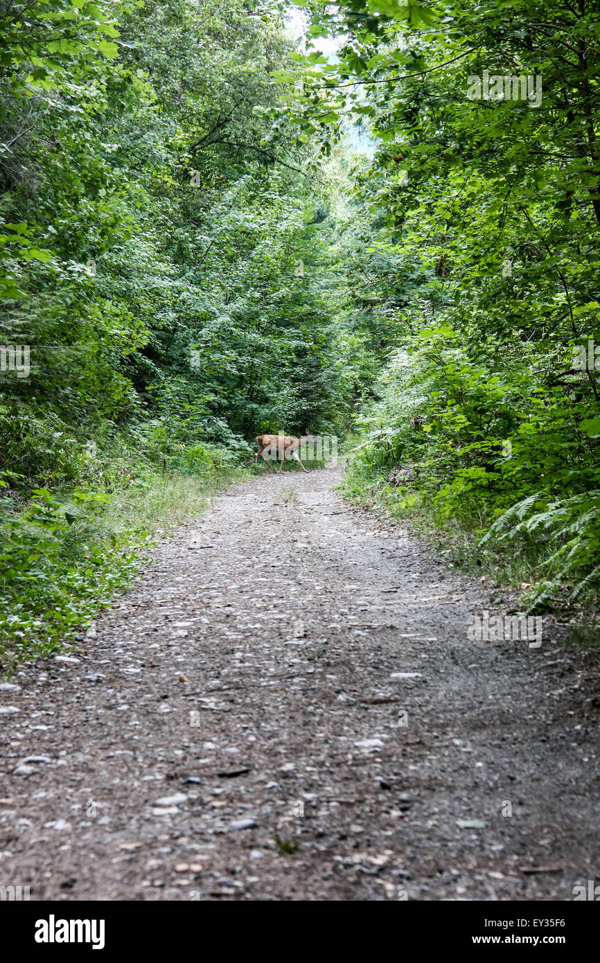 Deer trail hi-res stock photography and images - Alamy