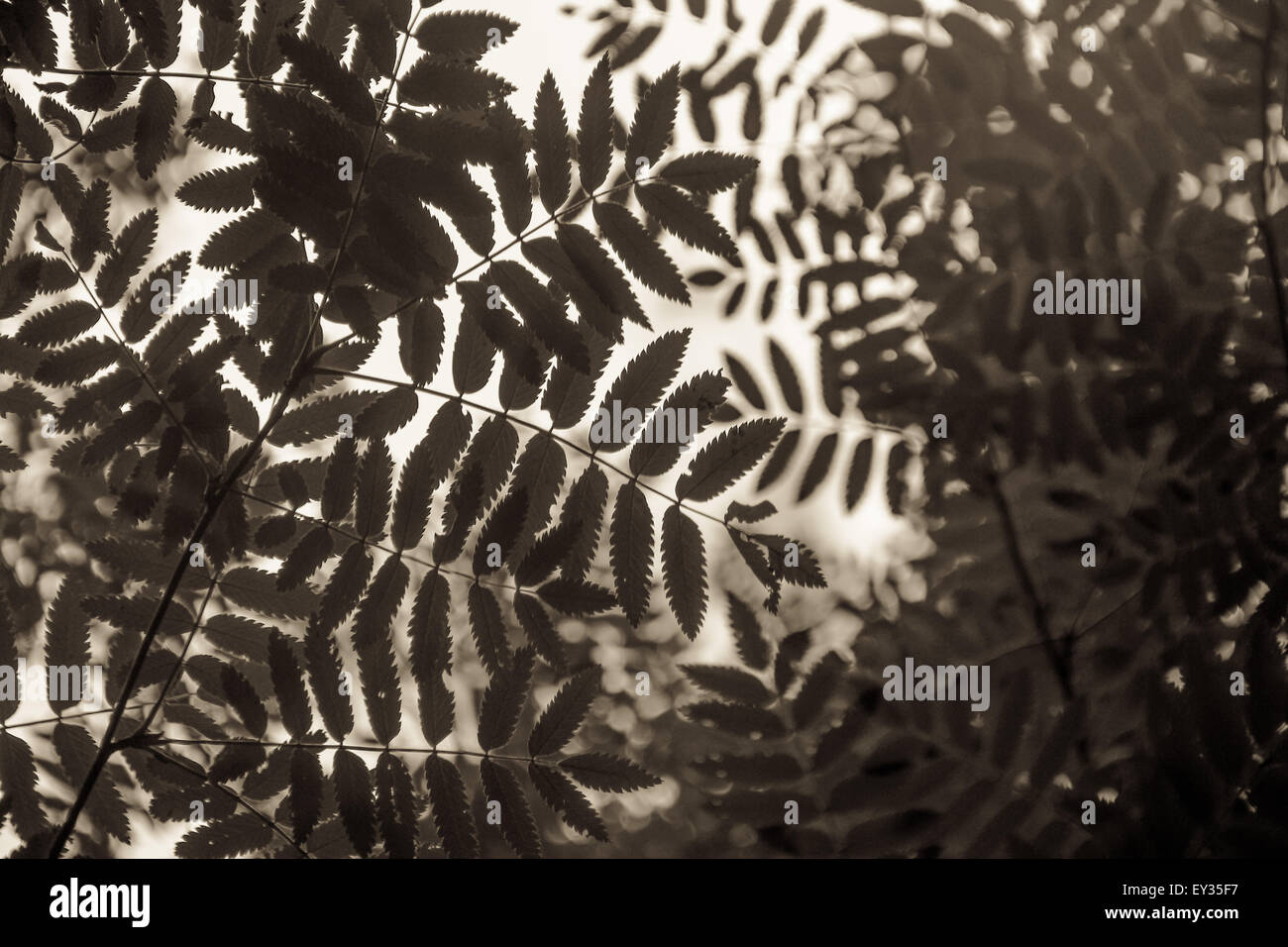 Sepia leaves hi-res stock photography and images - Alamy