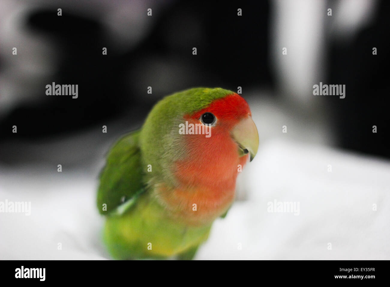 Lovebird bird hi-res stock photography and images - Alamy