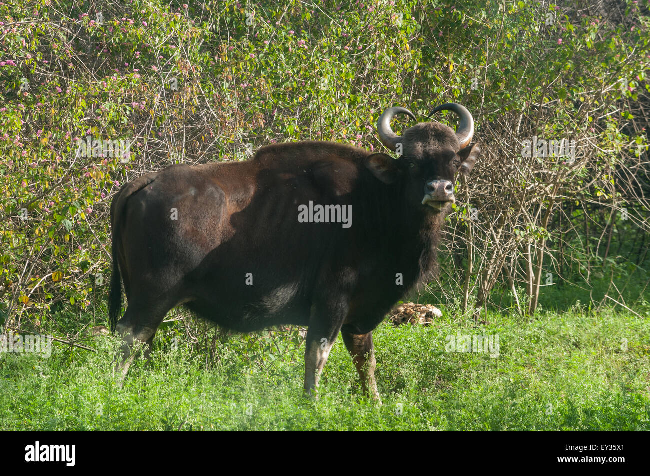 Indian Bison / Gaur Stock Photo - Alamy