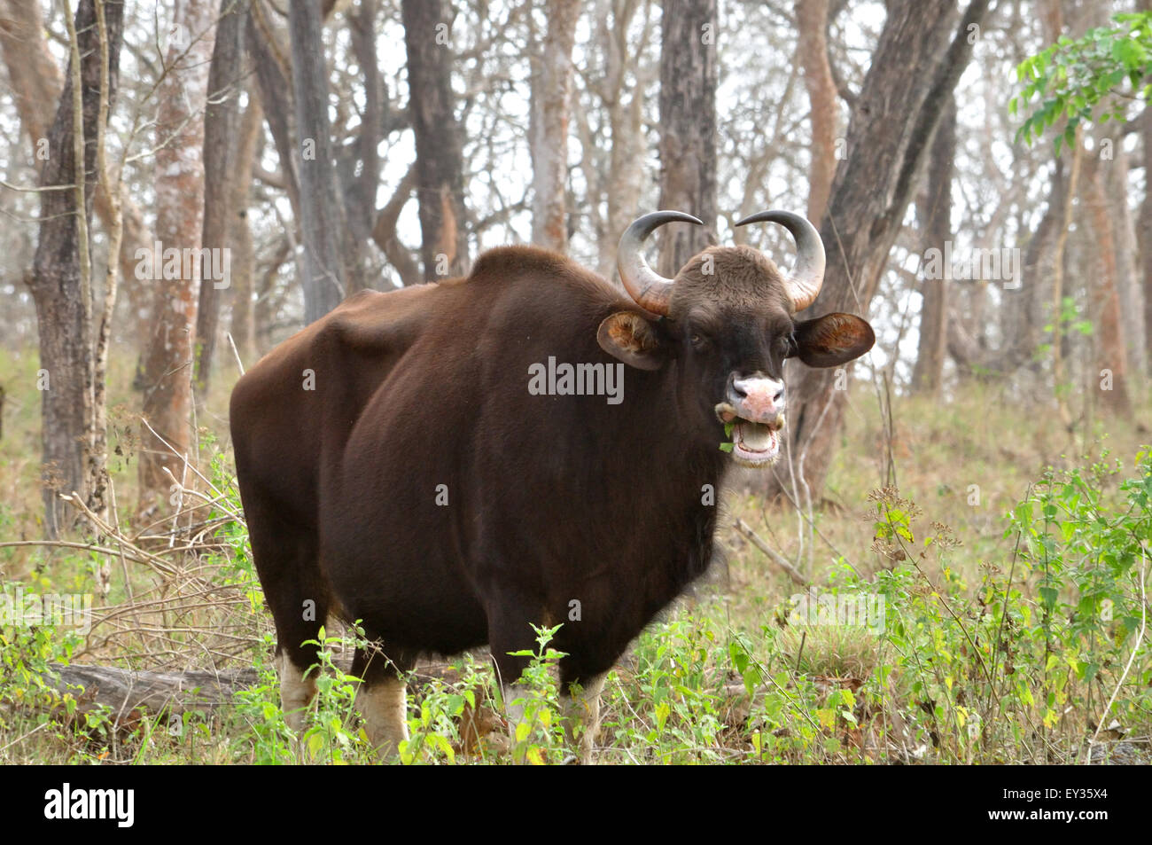 Indian Bison / Gaur Stock Photo - Alamy