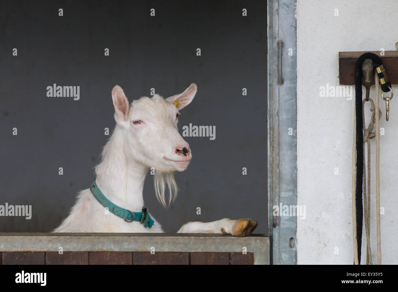 White Goat standing on hind legs looking outside the stable Stock Photo ...