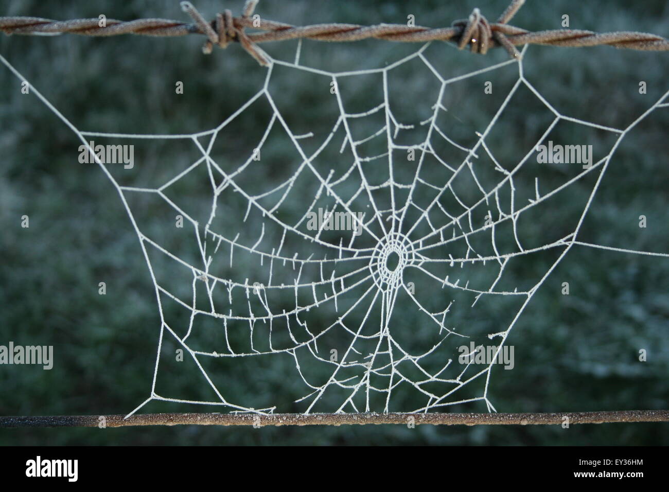 Spiderweb fence hi-res stock photography and images - Alamy