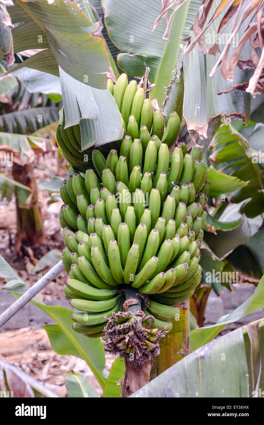 Banana Plantation Field Stock Photo - Alamy