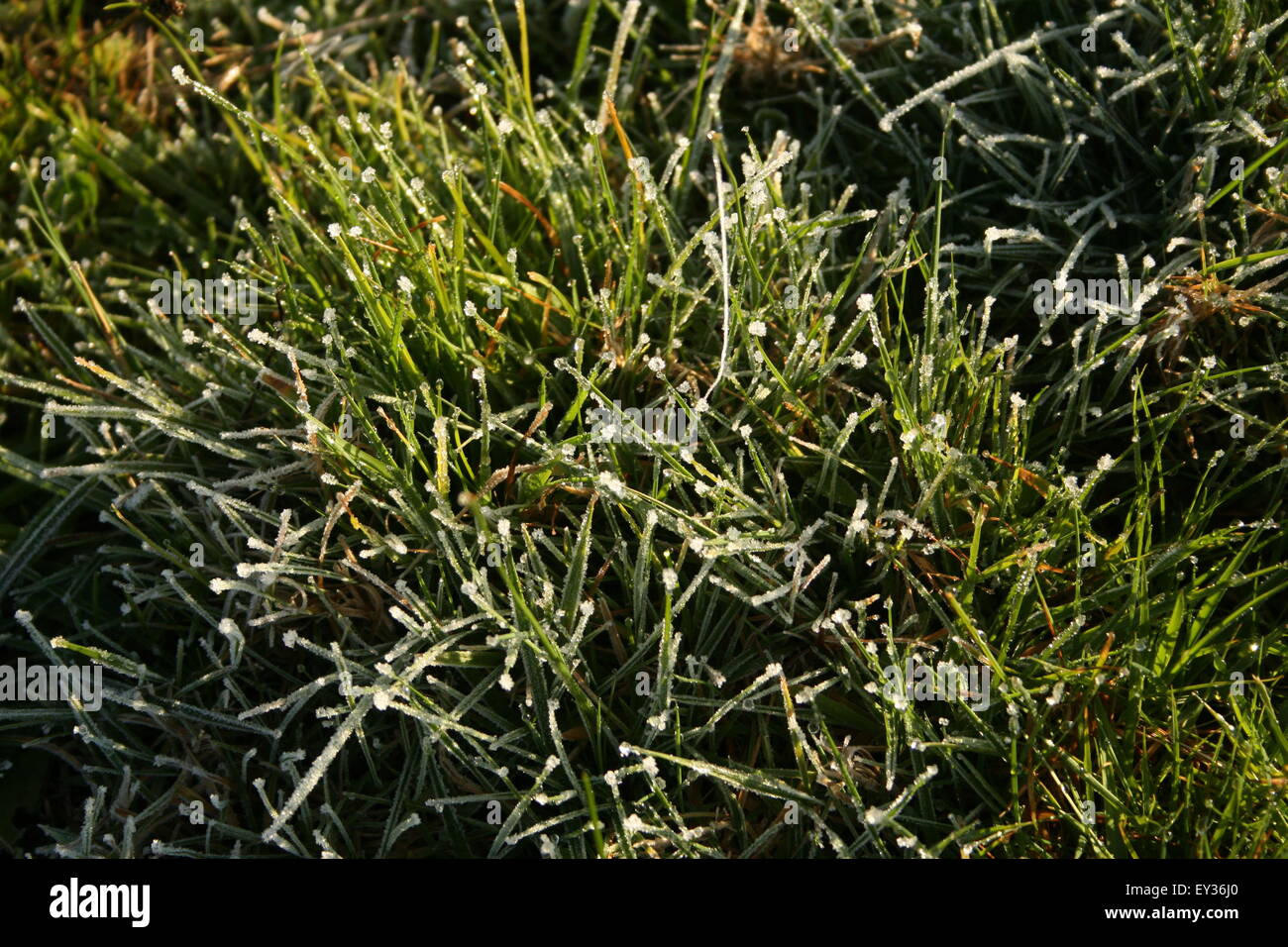 Ice grass hi-res stock photography and images - Alamy